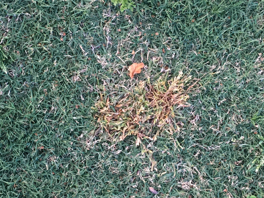 Poa Annua | Lawn Care Forum