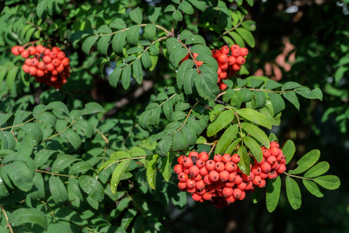 DSCF0292 — Postimages