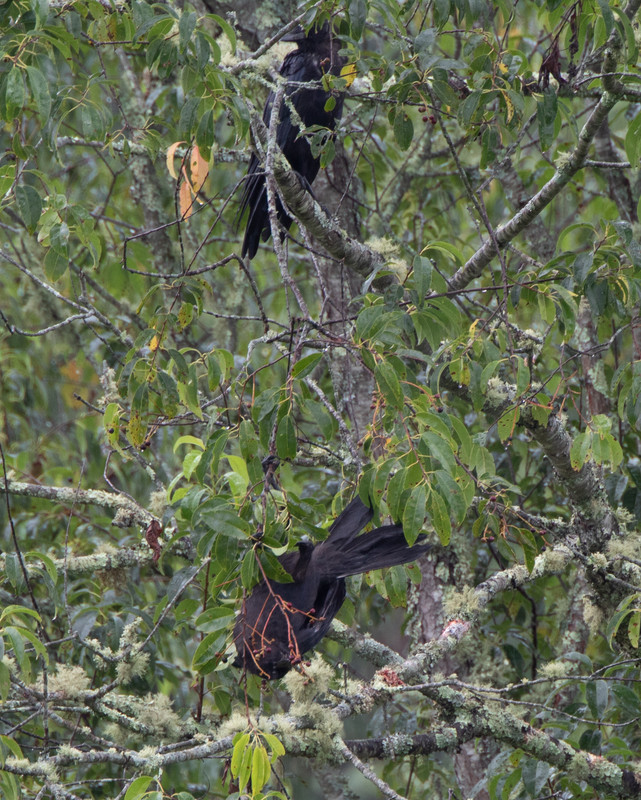 I watched this crow fall, he played it off like he meant to do it and ...