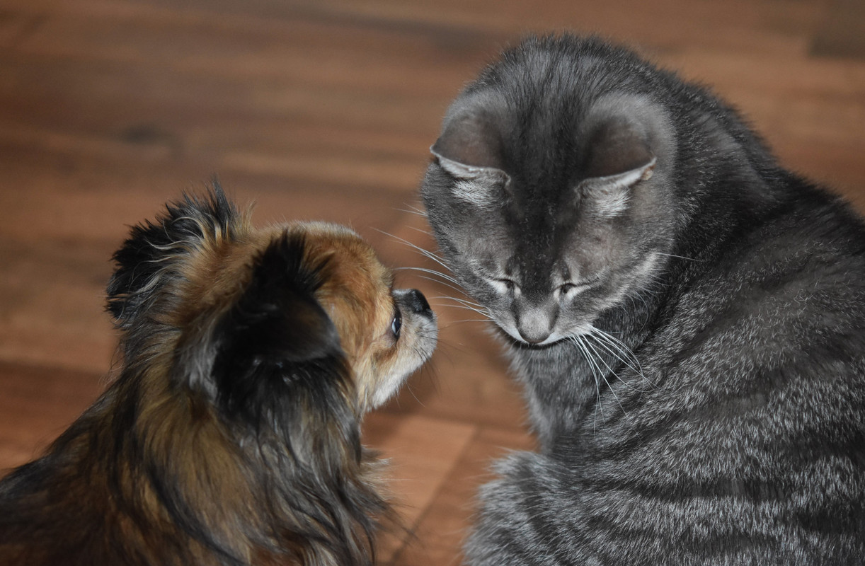 DSC 0055 4 — Postimages