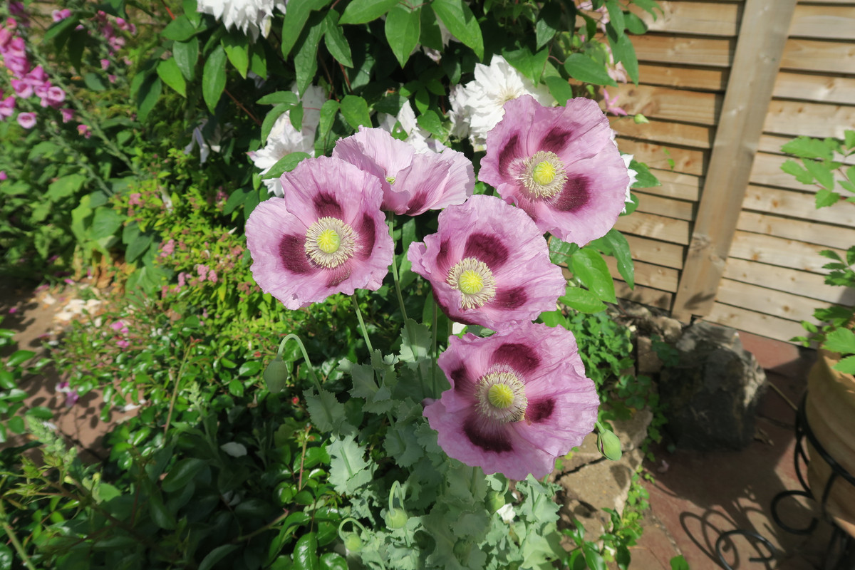 IMG 0137 — Postimages