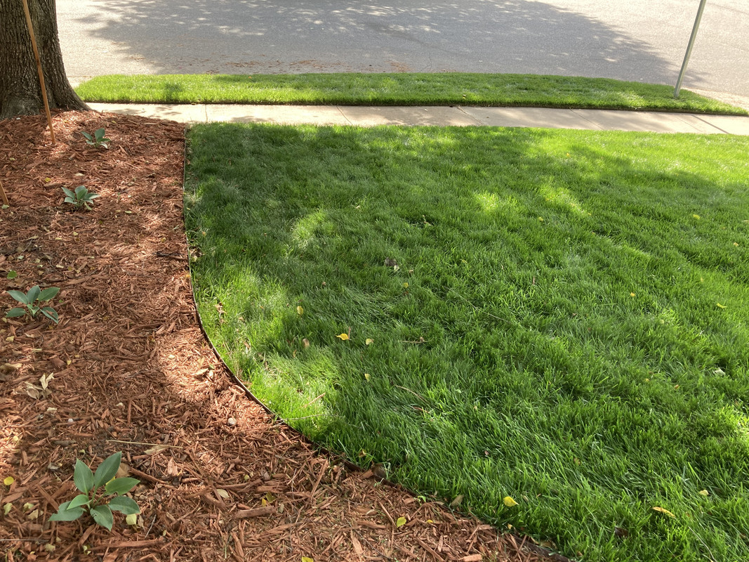 Anyone have a full shade lawn?? | Lawn Care Forum