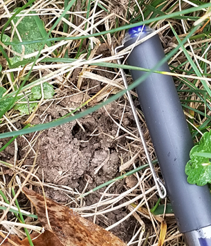 small insect mounds? | Lawn Care Forum