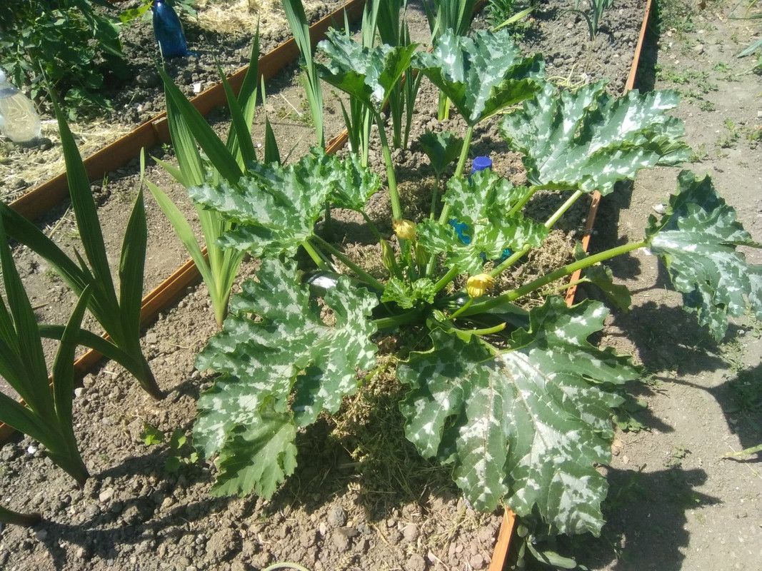 IMG 20230621 110639 — Postimages