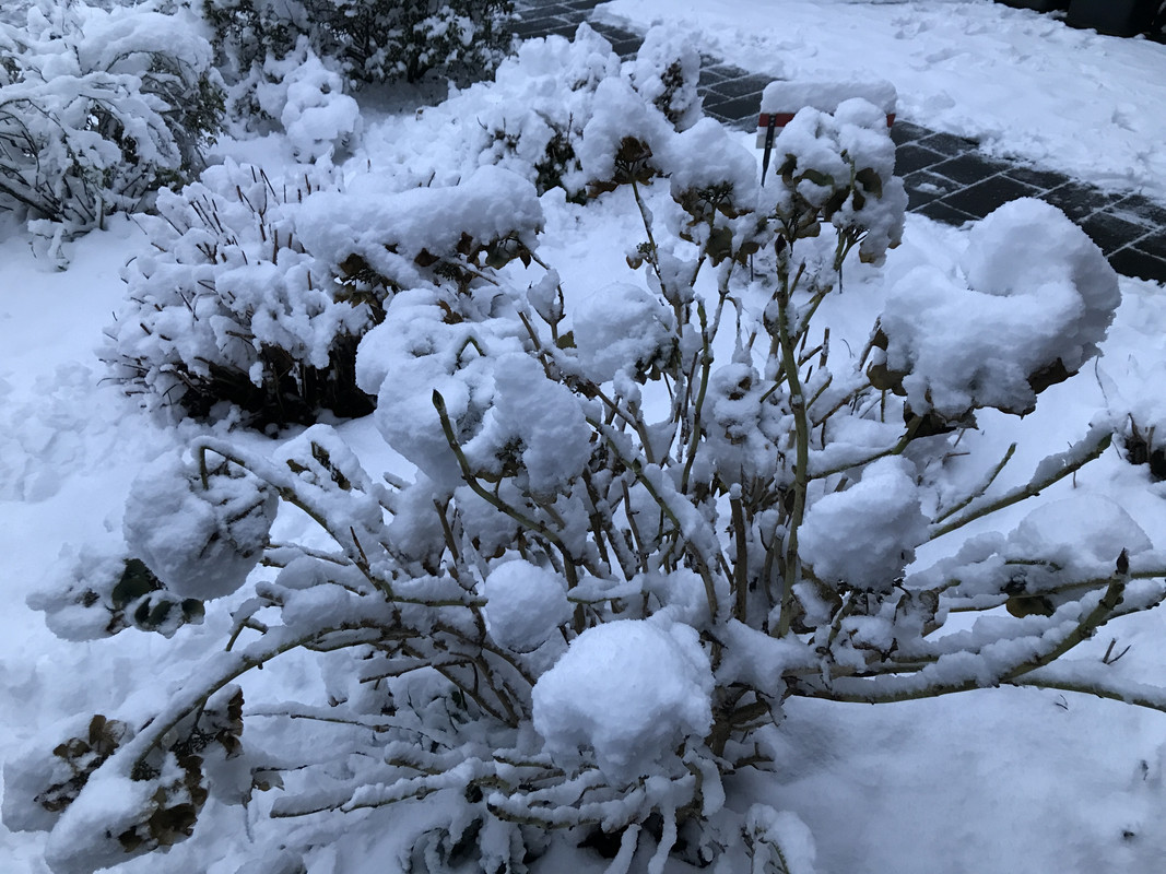 20 E81 DE5 A265 4360 86 BA CAE1 D7 A5 A1 C1 — Postimages