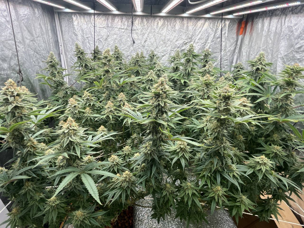 IMG 1695 — Postimages