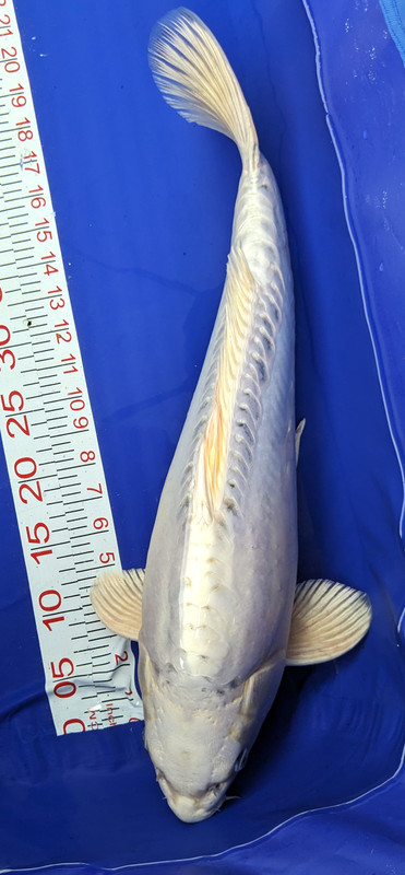 Doitsu Platinum Ogon - 54cm - Kent