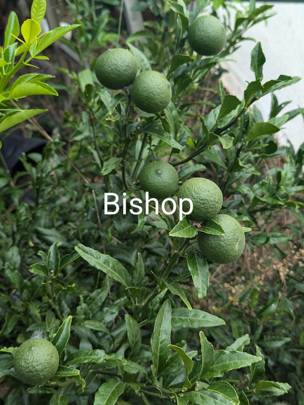 PXL 20240917 155038557 2 — Postimages