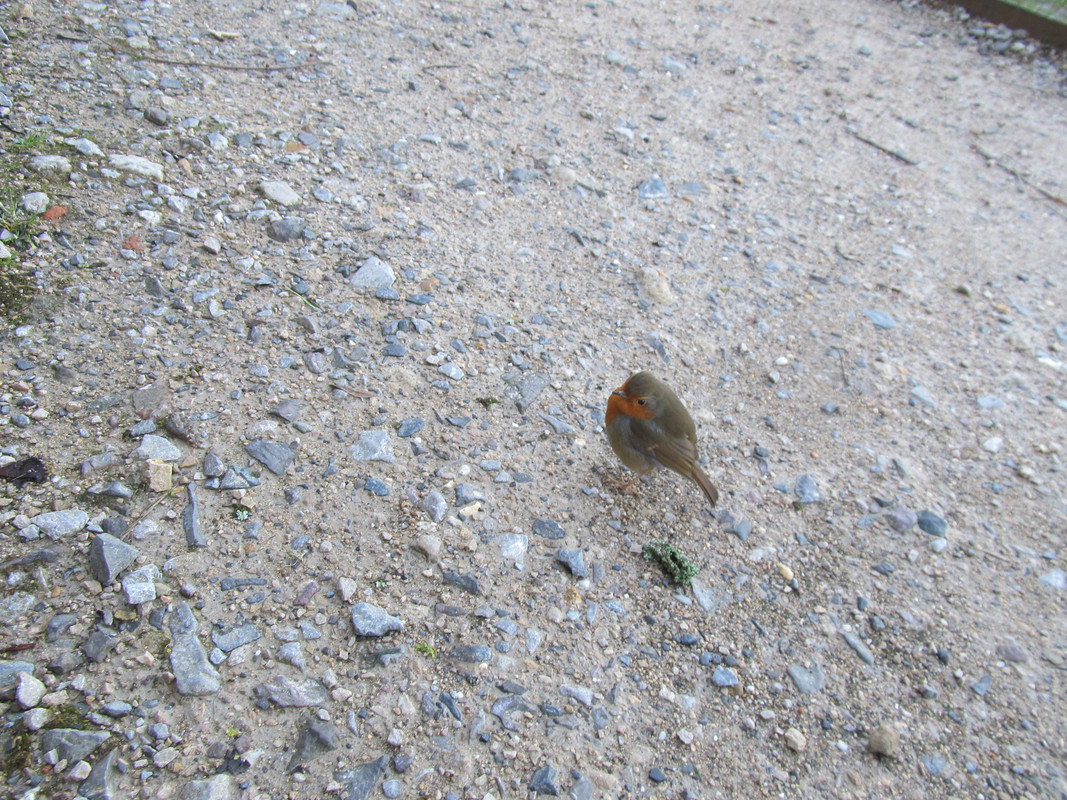 robin — Postimages