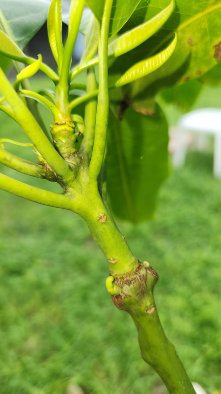 mango2 — Postimages