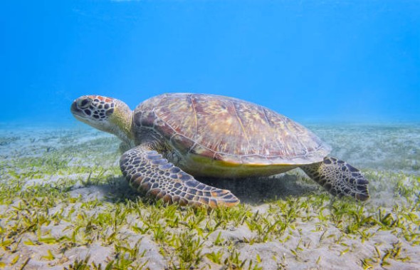 Why Turtles Are Important – Smart Turtle Zone
