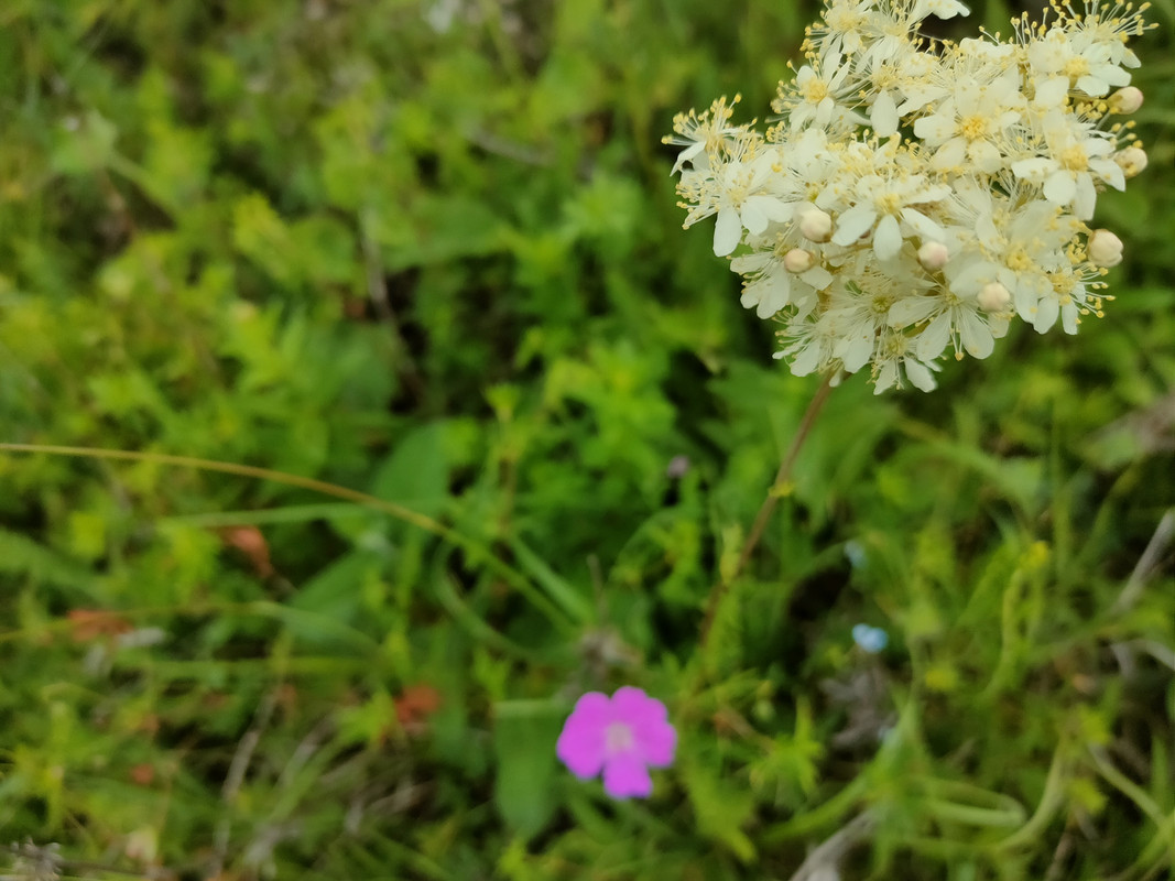 IMG20240609083418 — Postimages