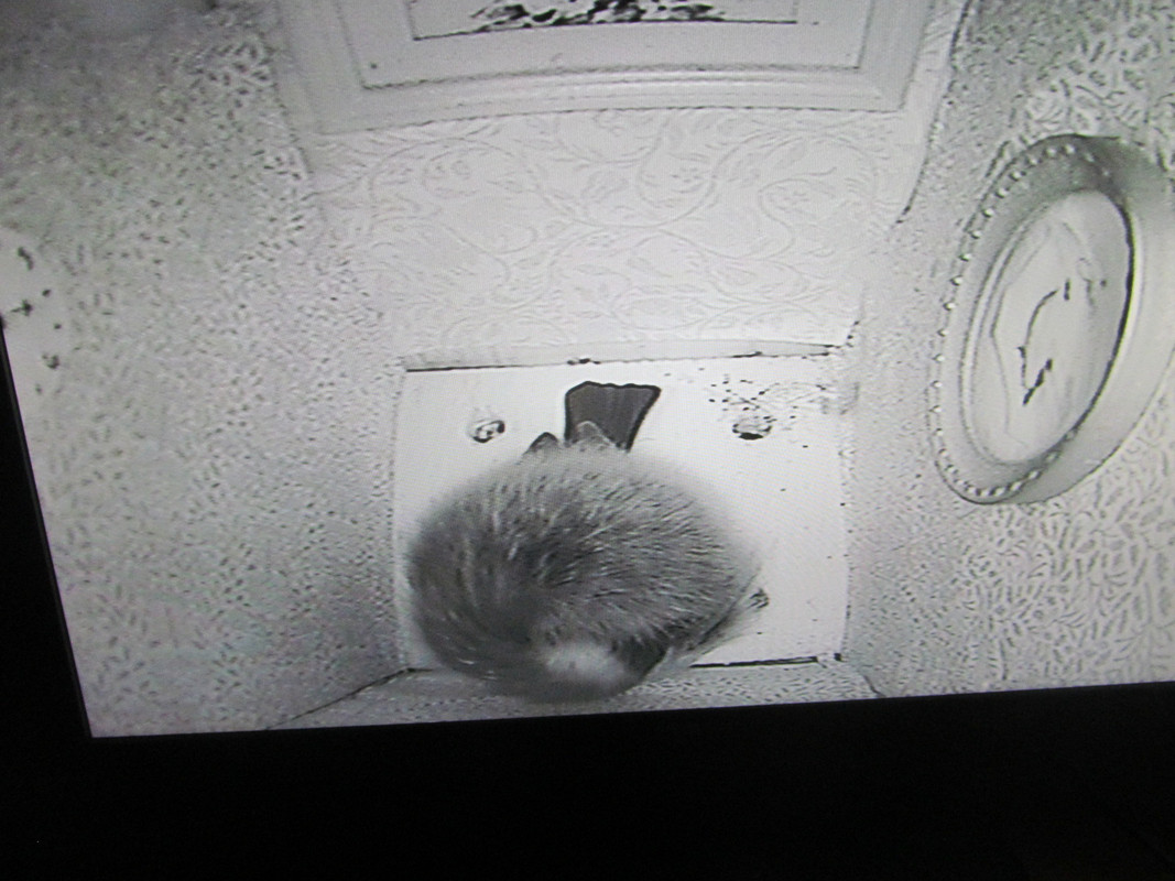 IMG 4098 — Postimages