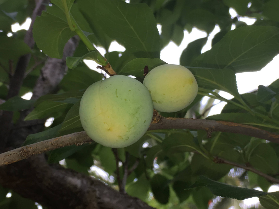 IMG 3667 — Postimages