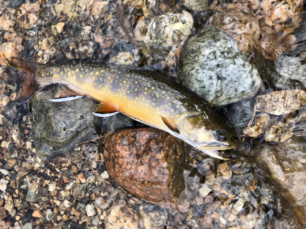 thumbnail IMG 3538 — Postimages