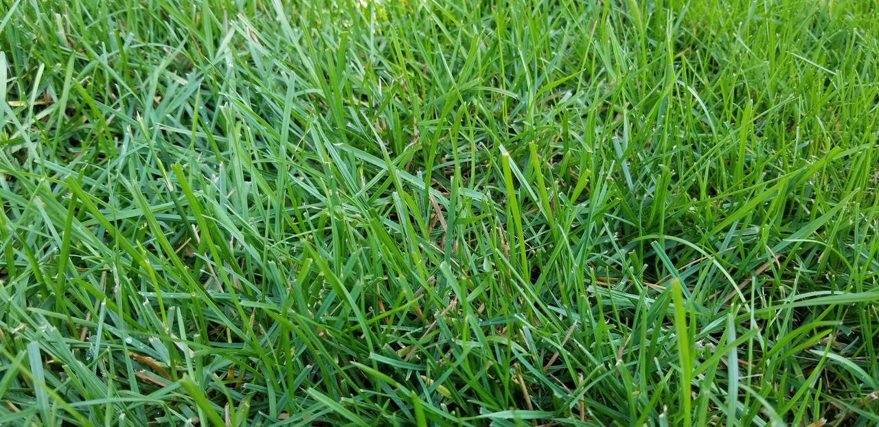 Introduction and lawn identification needed. | Lawn Care Forum