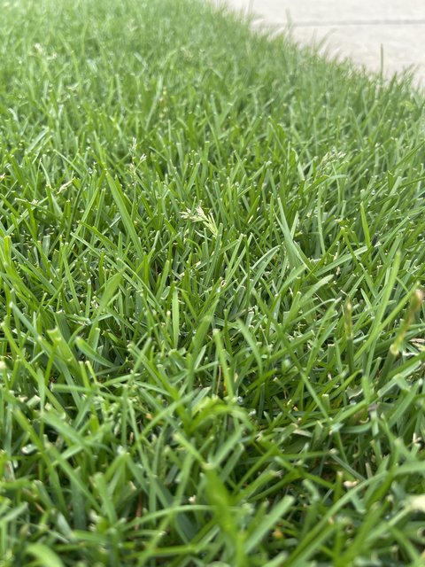 KBG Seed Head Question | Lawn Care Forum