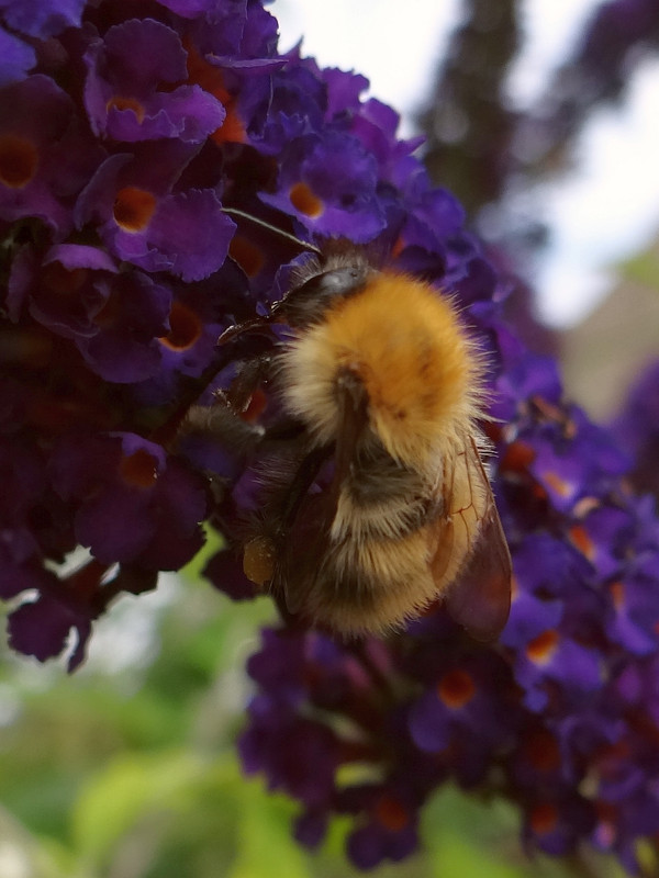 BEE 5 010824 — Postimages