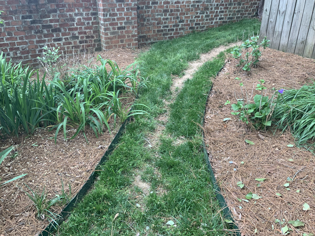 Why Does My Dog Run Around The Yard