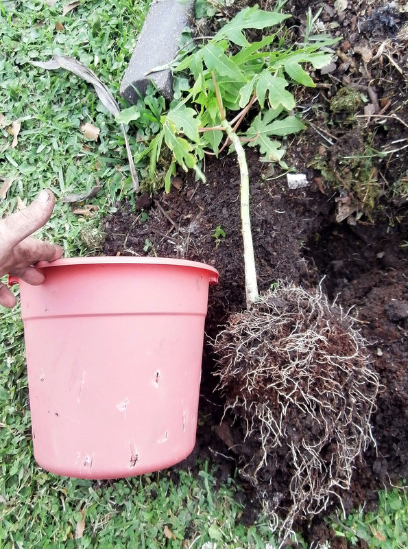 root papaya root — Postimages