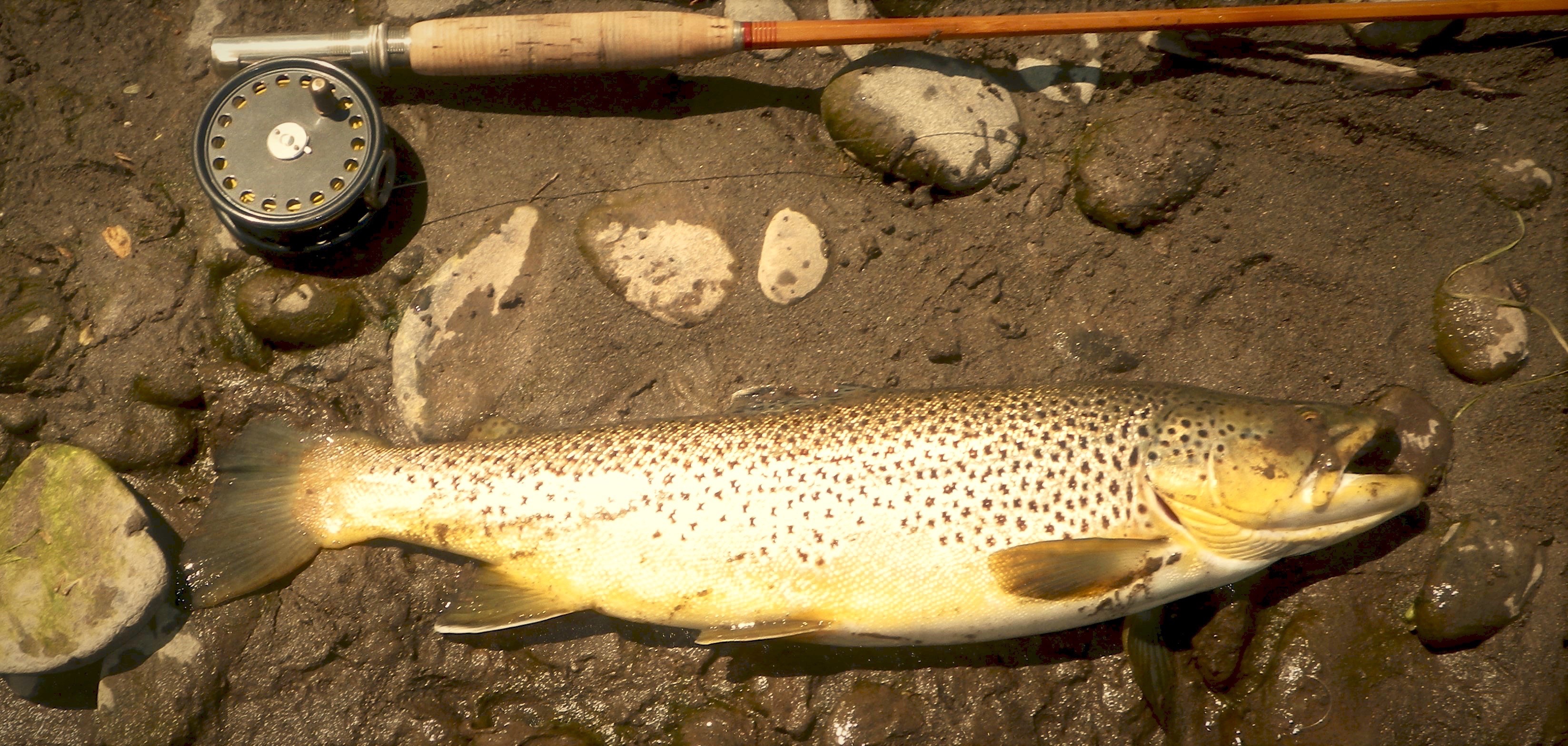 24 5 FET051721 — Postimages