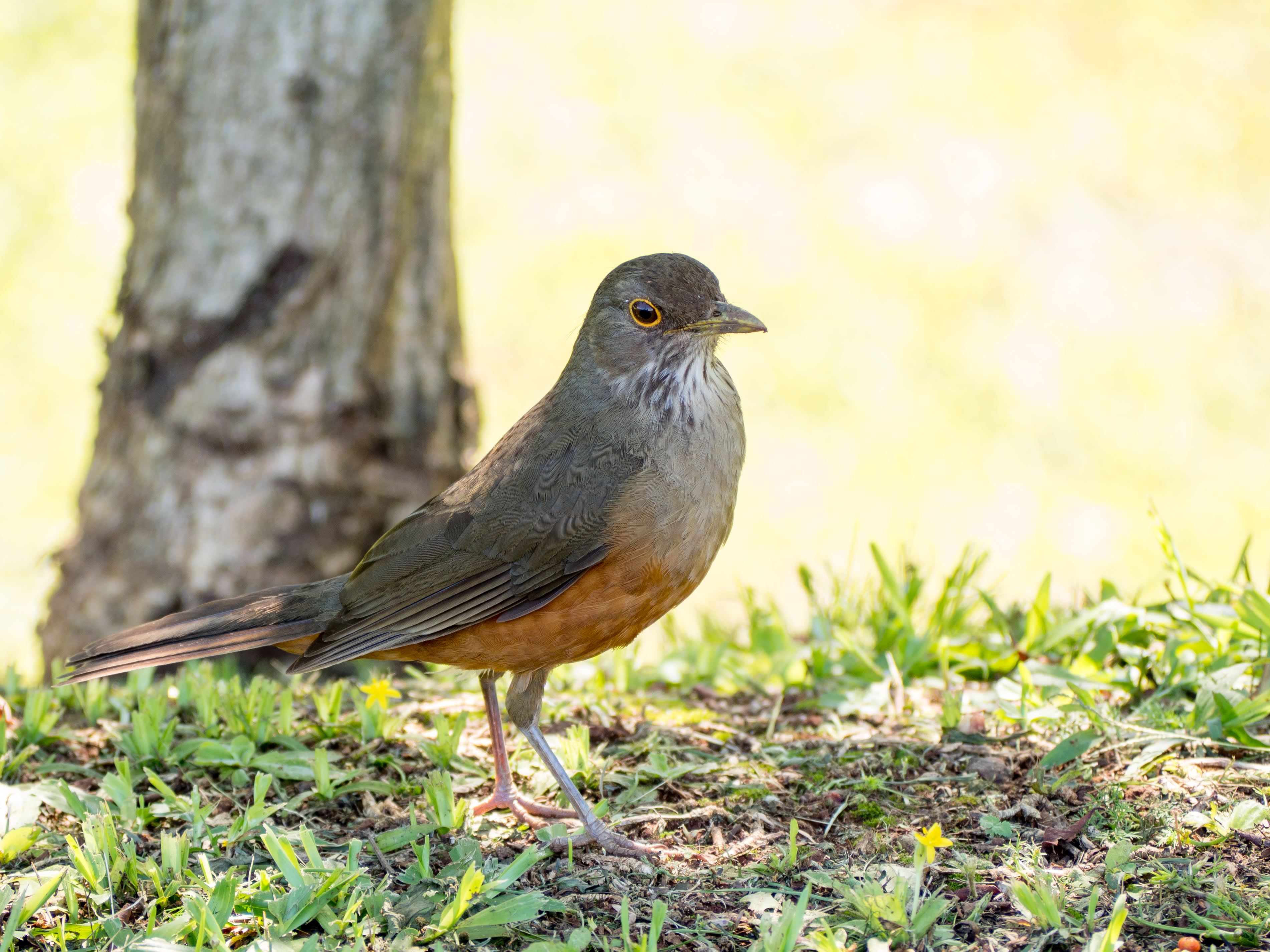 Sabia — Postimages