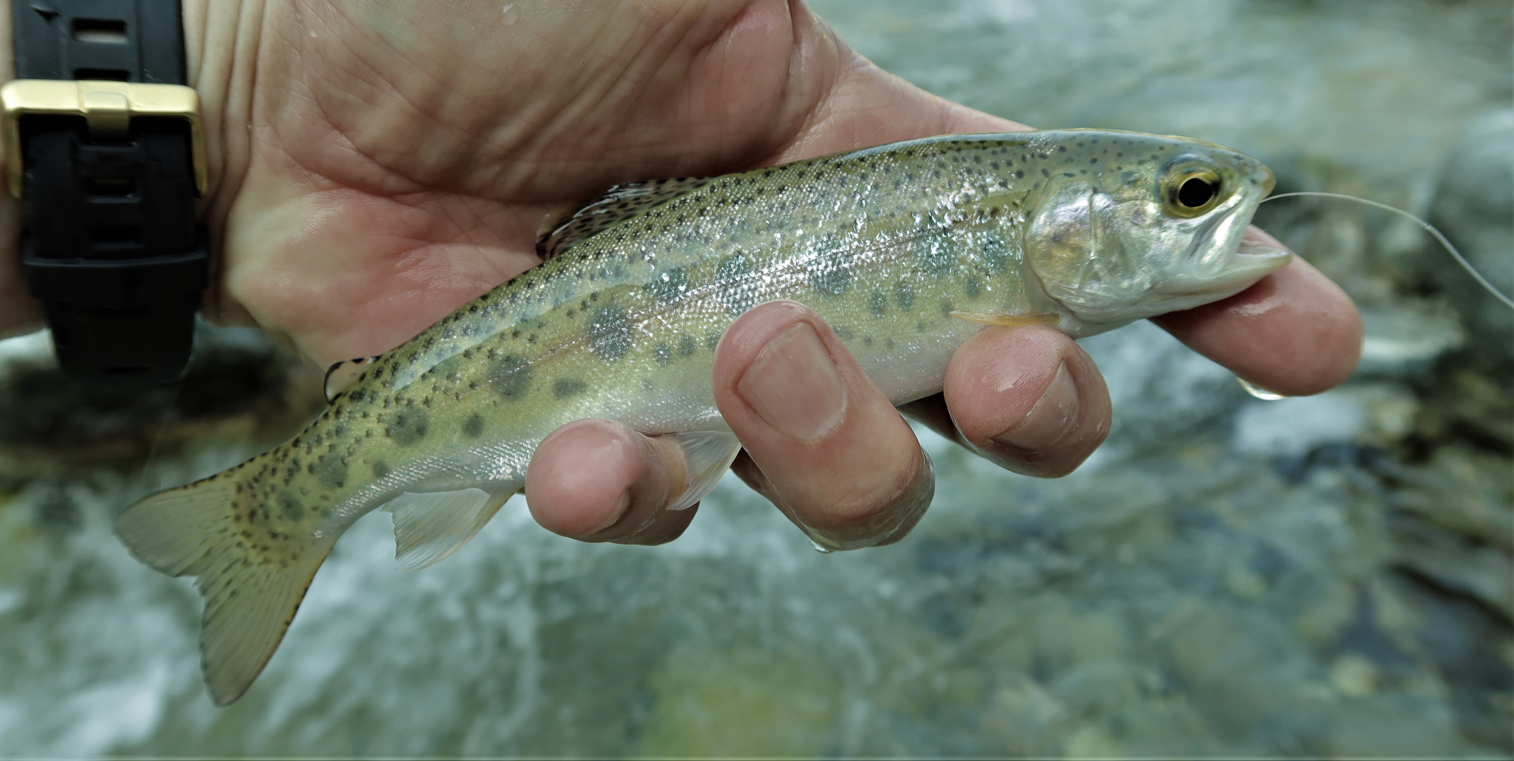 IMG 2213 1 — Postimages