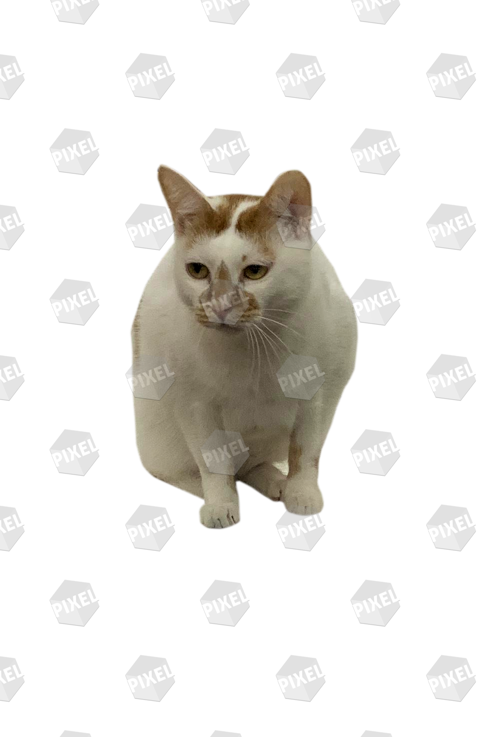 cat sticker — Postimages