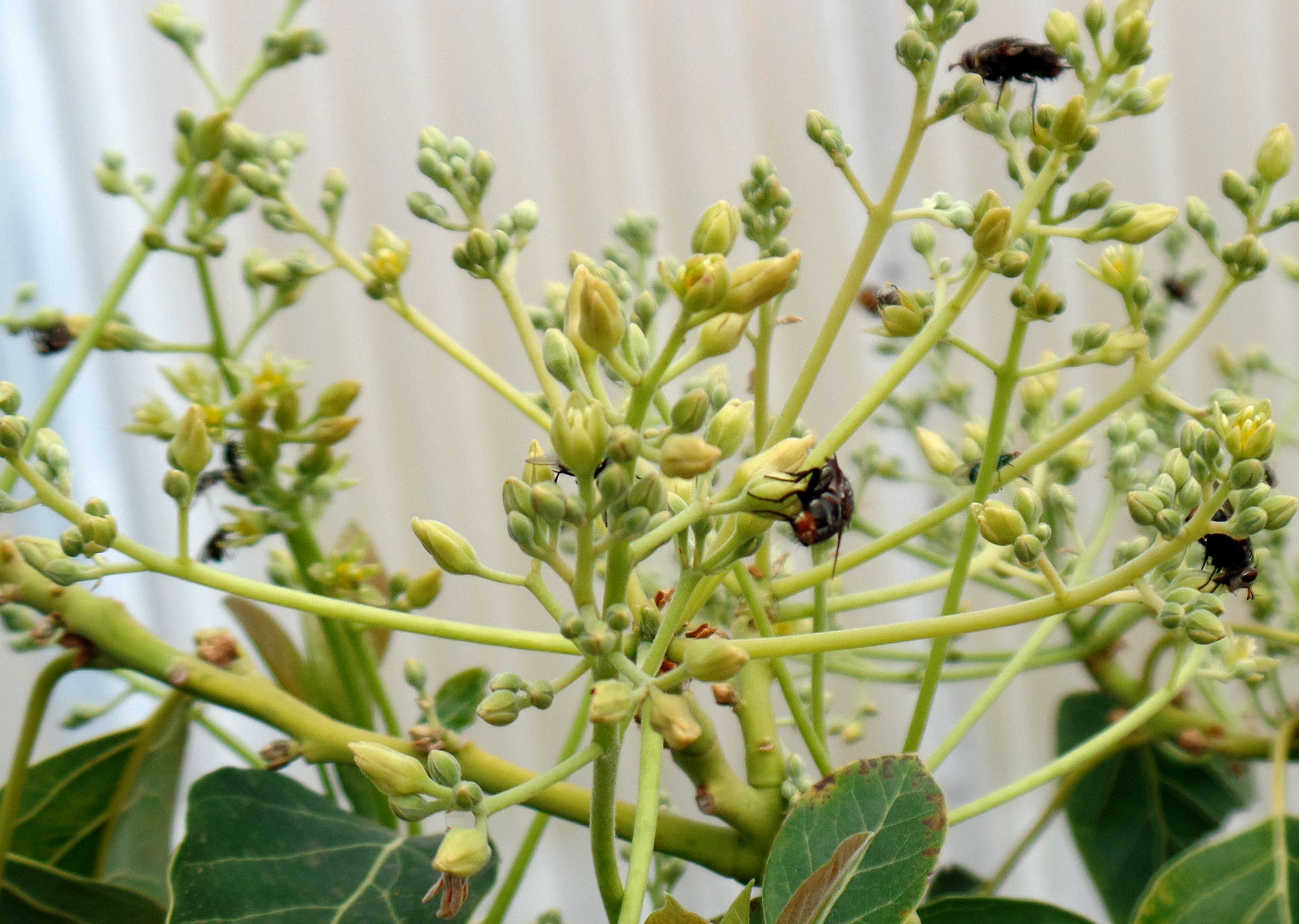 Flieson Gwen 2 — Postimages