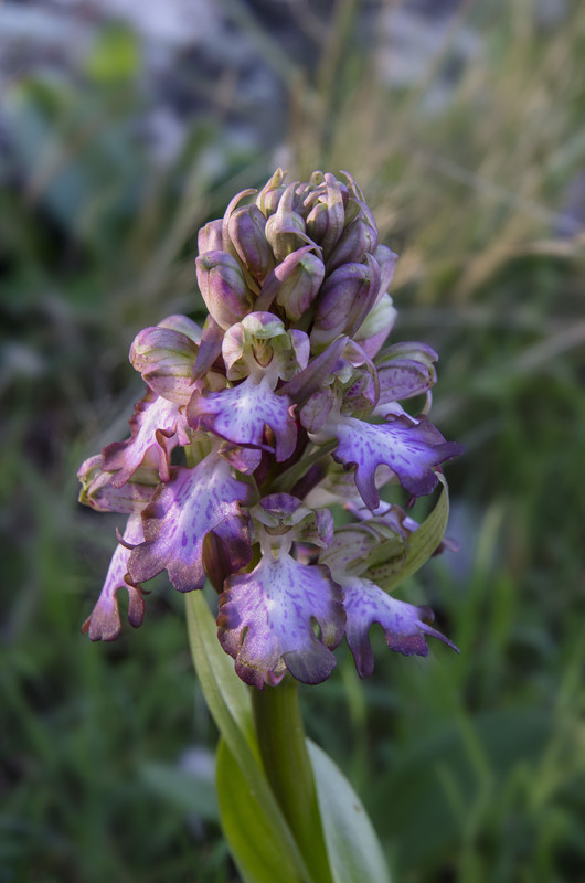 IGP8400 FORO — Postimages