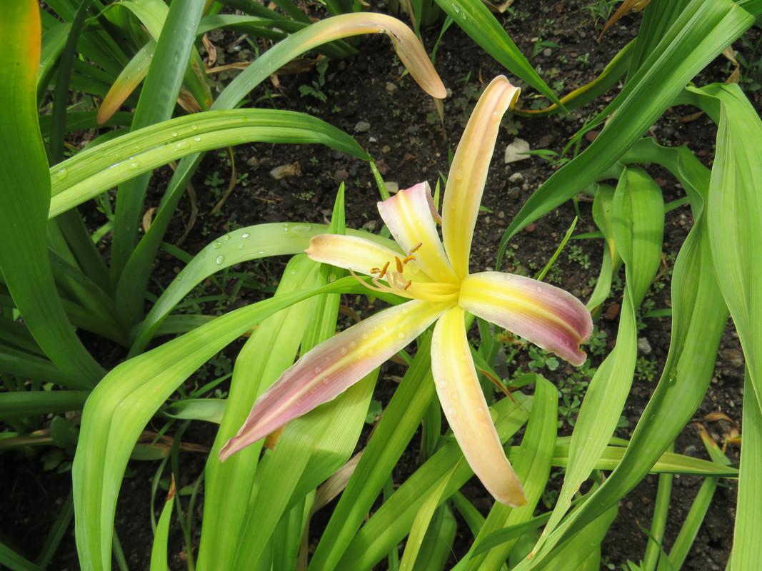 Хемерокалис Hemerocallis - Page 223 - Форум HobbyKafe.com