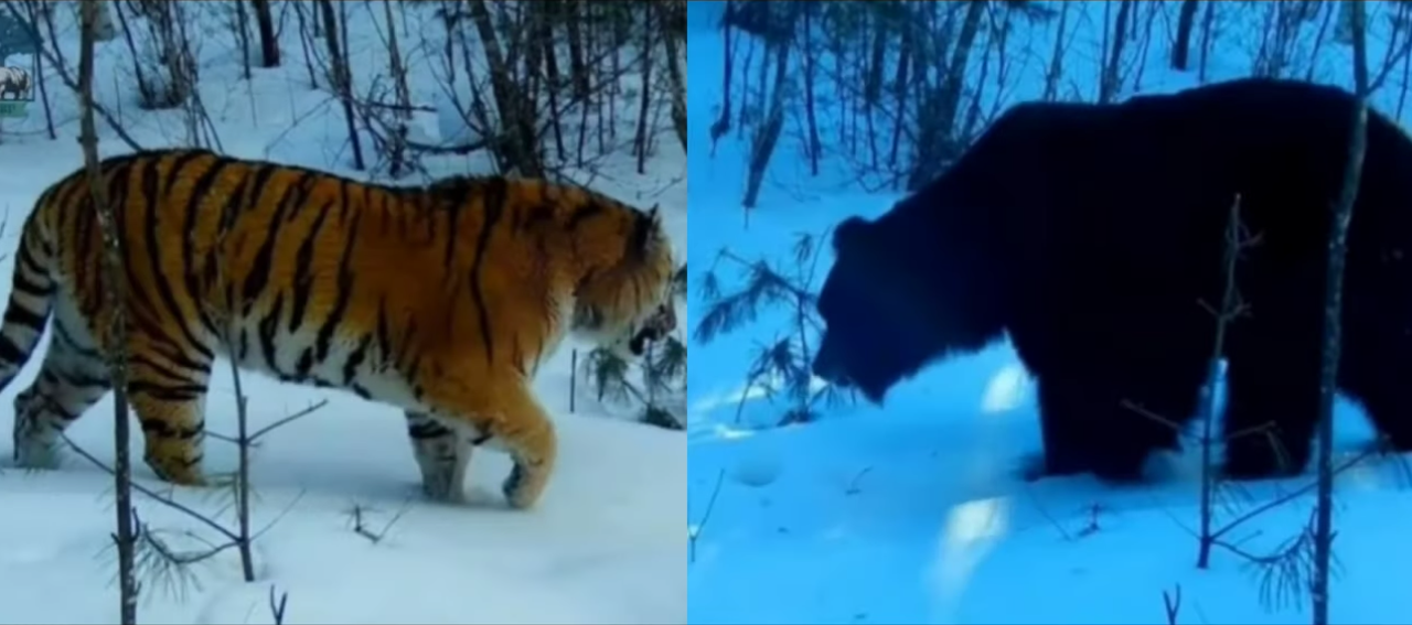 Amur Tiger and Ussuri Brown Bear Size Comparison - Valley Of The Beasts