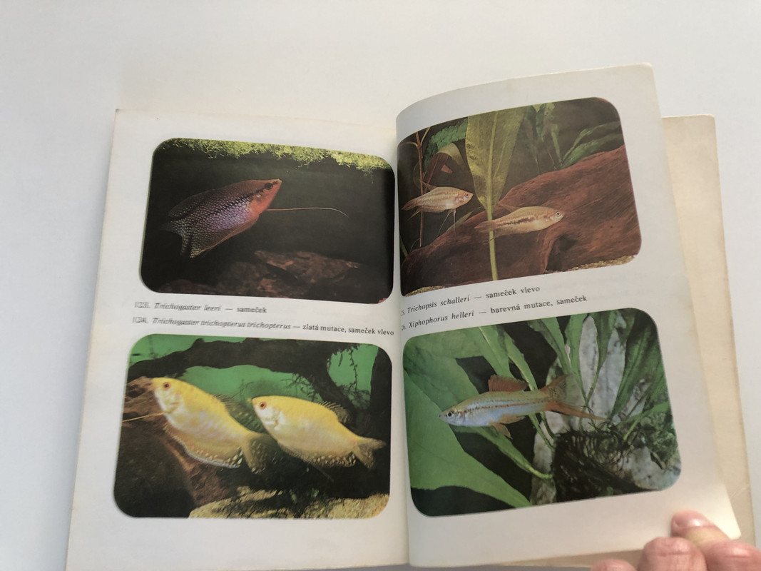 IMG 4978 — Postimages