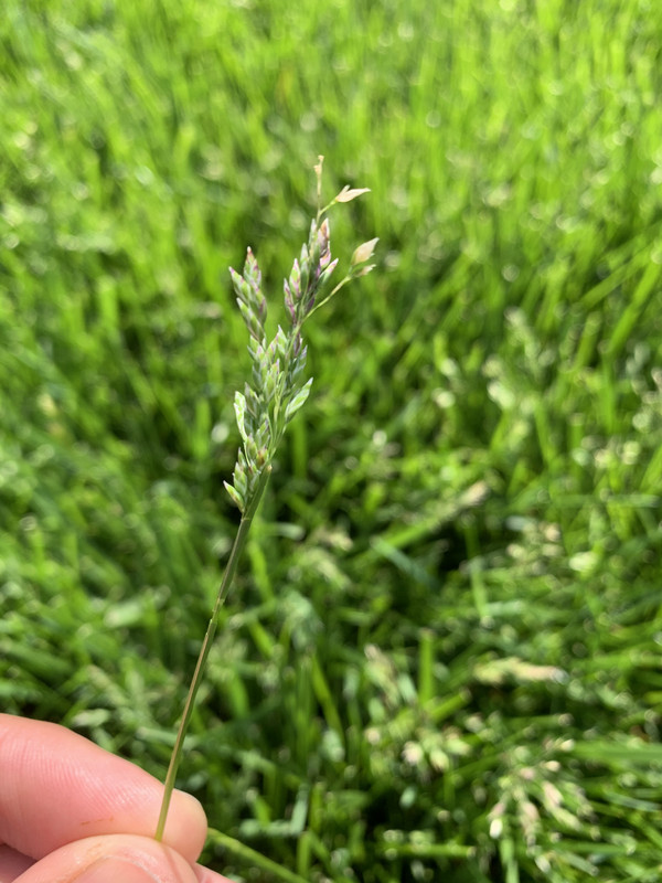 Fescue Grass Seed Head