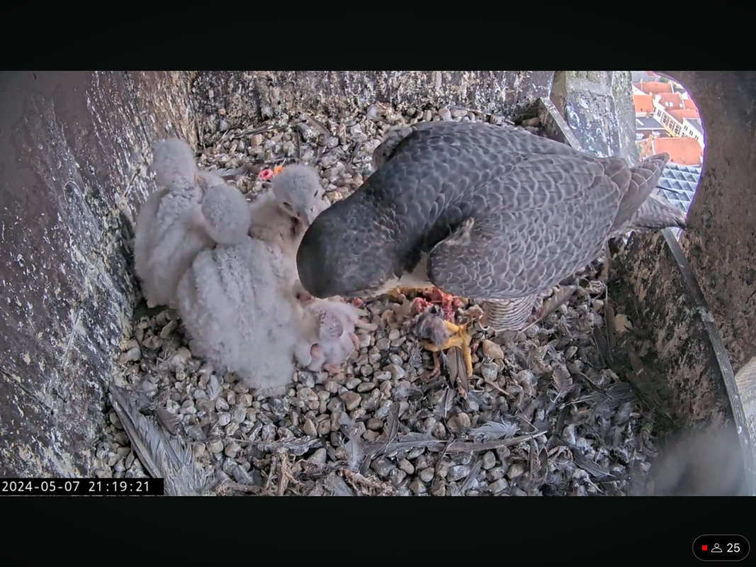 IMG 0638 — Postimages