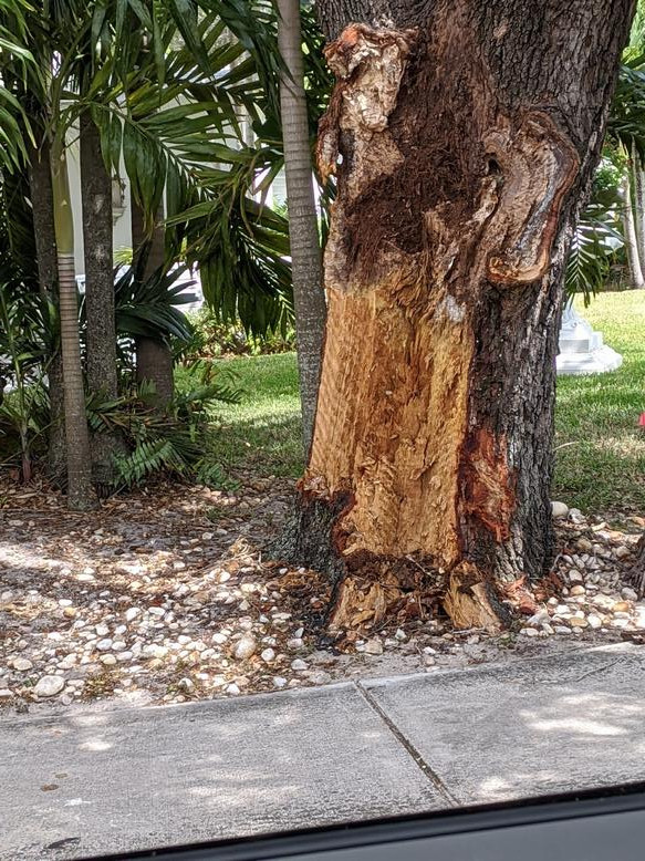 Palm hit by a vehicle? - DISCUSSING PALM TREES WORLDWIDE - PalmTalk