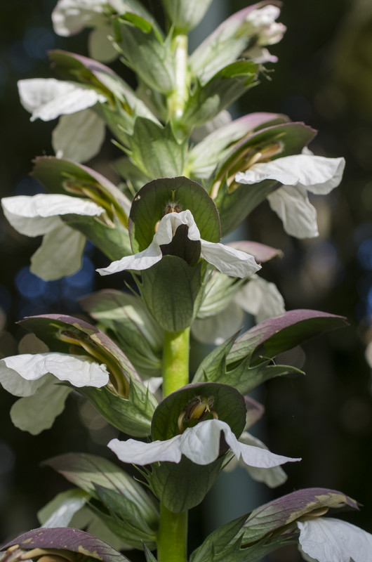 IGP2344 — Postimages