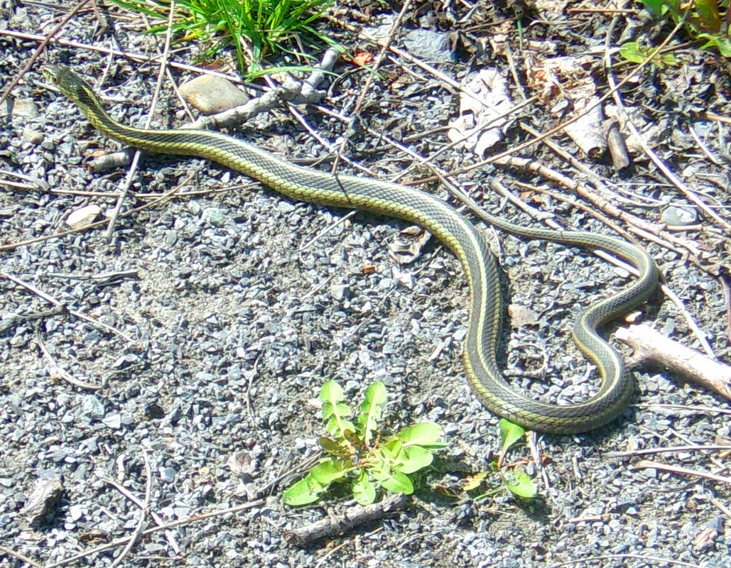 RunningAHEAD - Topic: May - meandering trails and country roads