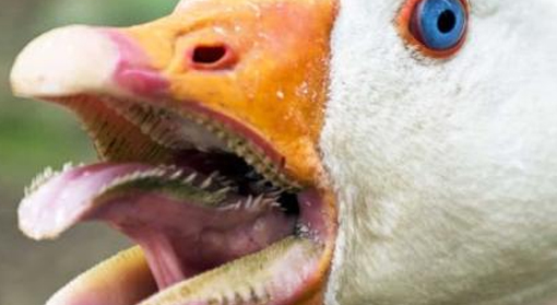 Fantasy - Of Black Waters — Lore/Bestiary | RpNation