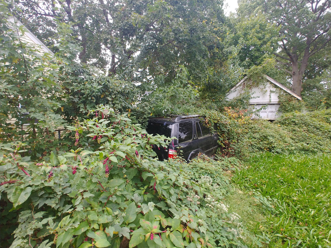 Clearing english ivy and overgrowth for new grass | Lawn Care Forum