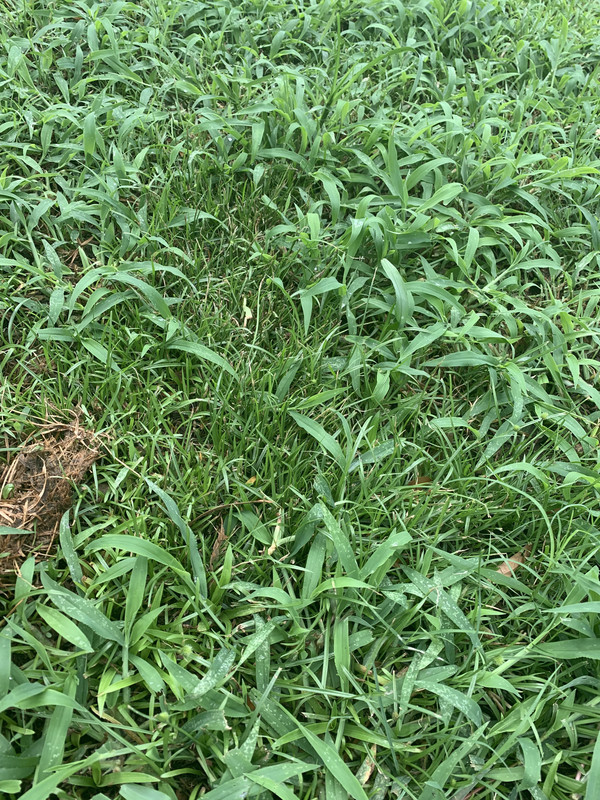 Grass/weed identification | Lawn Care Forum