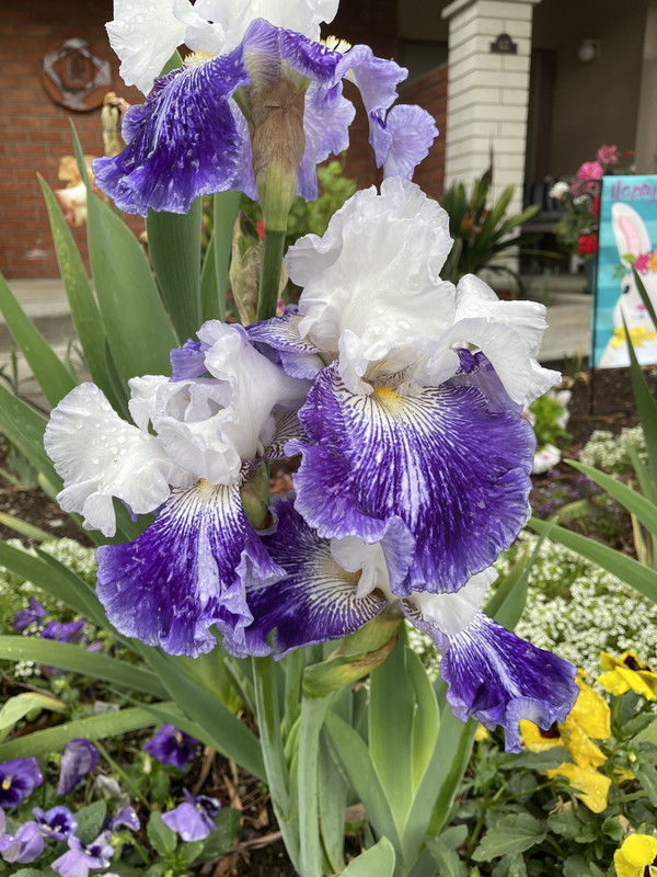 IMG 4060 — Postimages