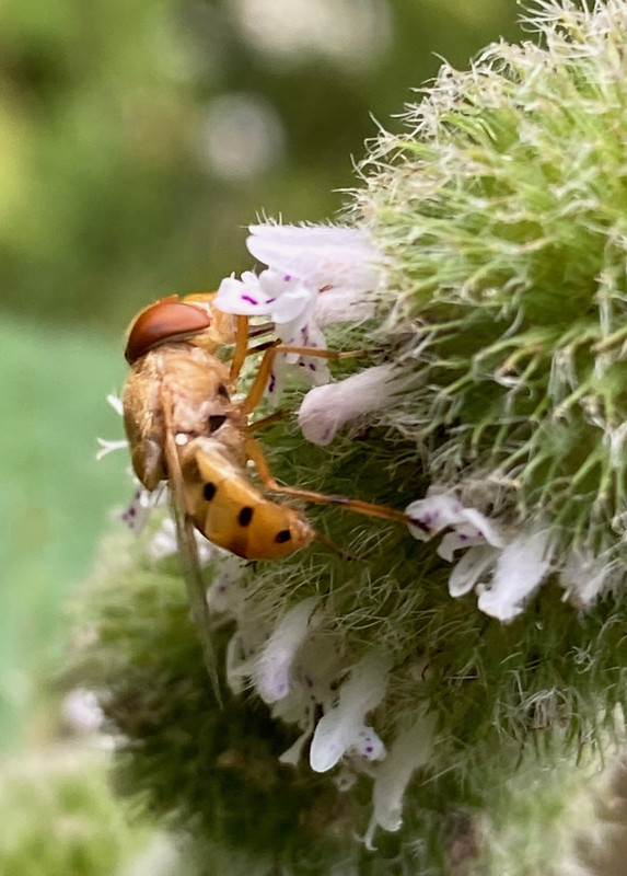 IMG 4699 — Postimages