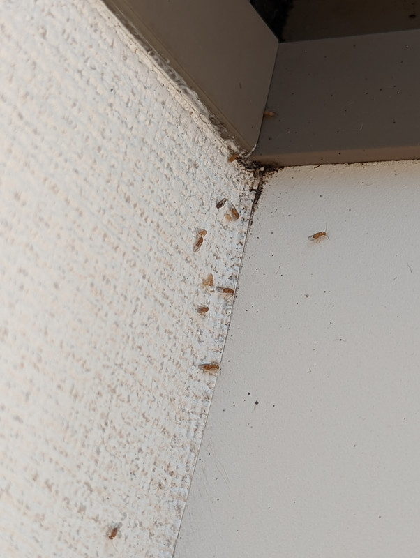Are these termites? : r/japanlife