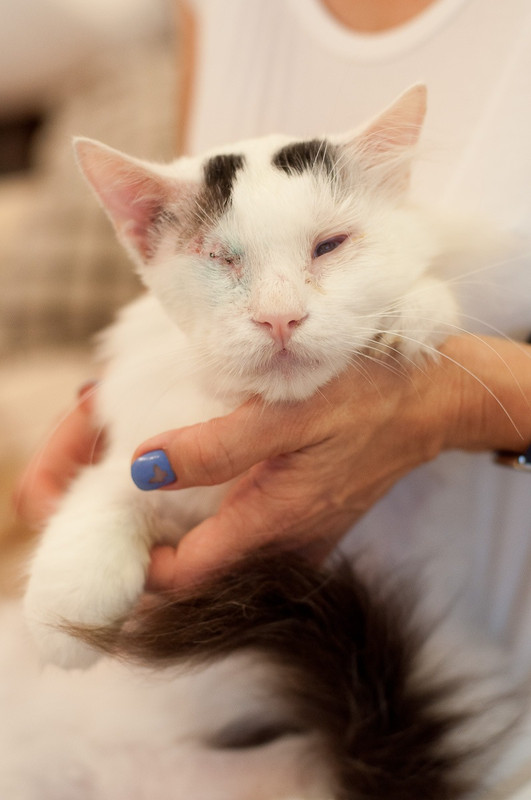 cat 220 — Postimages