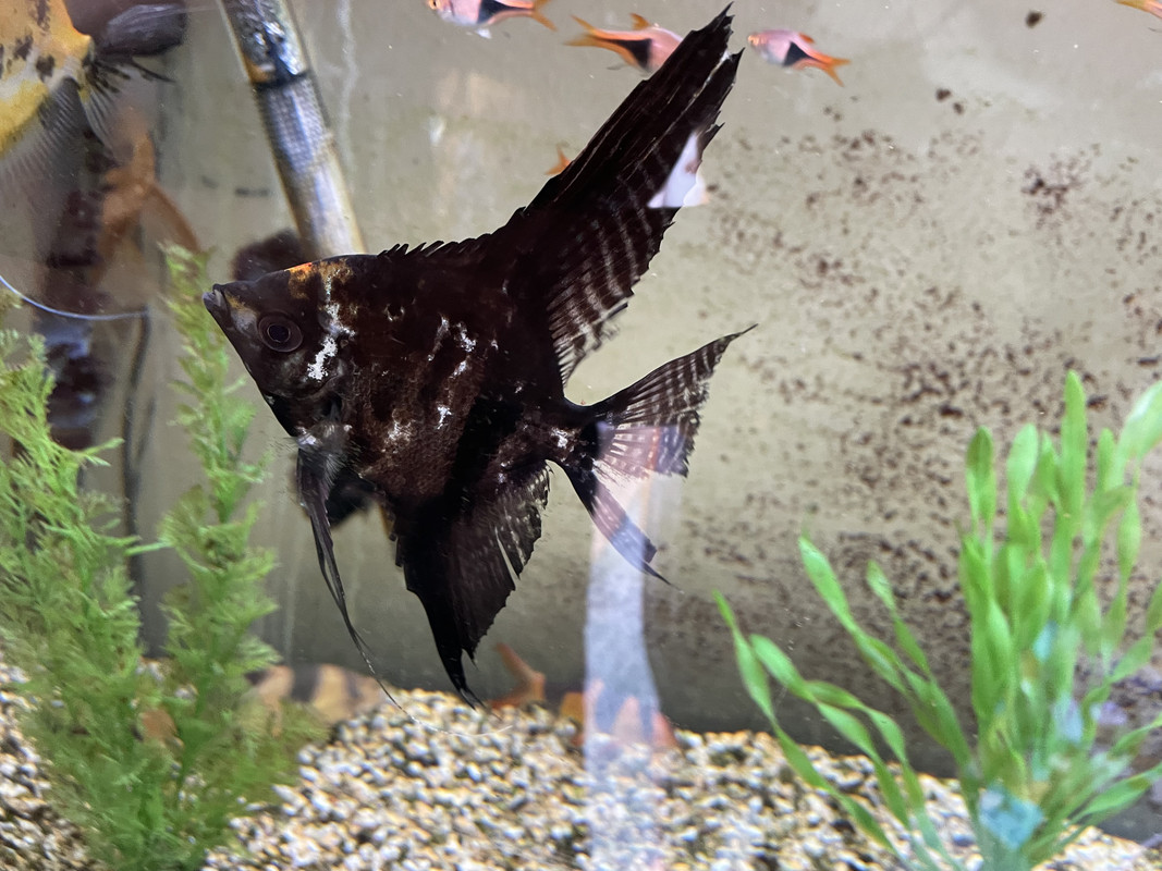 IMG 2139 — Postimages