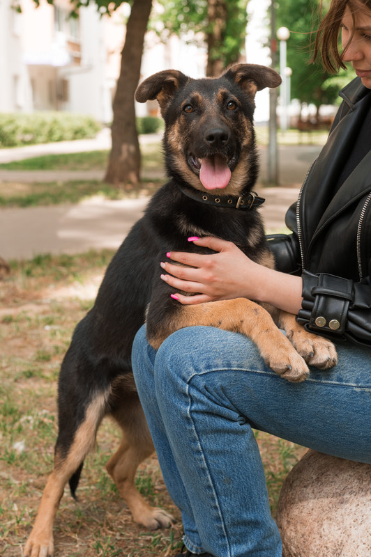 Dog 21 — Postimages