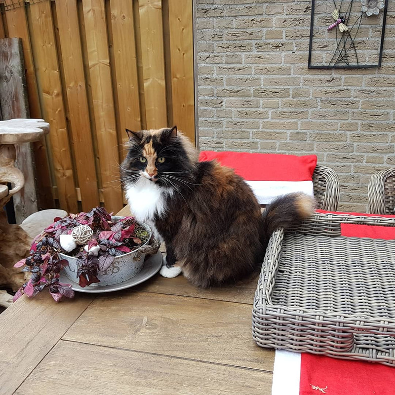 IMG 20190118 070215 447 — Postimages