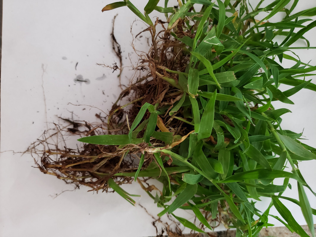 Need help identifying weed | Lawn Care Forum