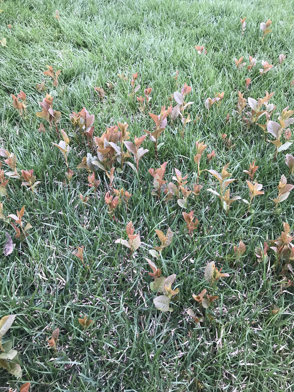 "Tree Suckers" coming from roots. Any ideas on removing? | Lawn Care Forum